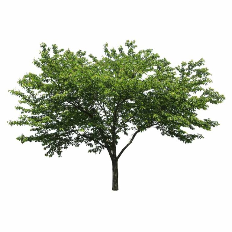 樹木素材 – sozaiya.com