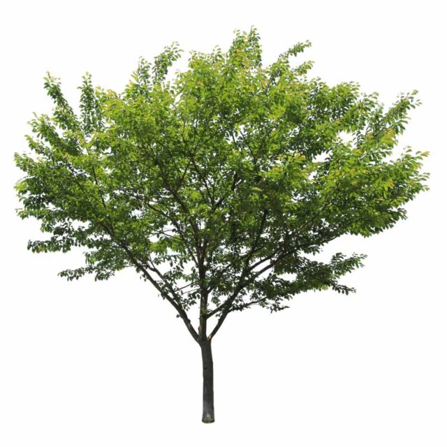 T2_003 – sozaiya.com