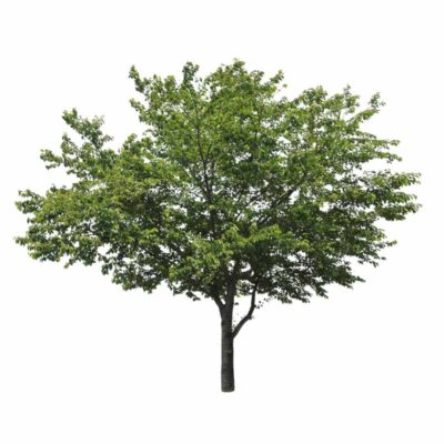 T2_004 – sozaiya.com