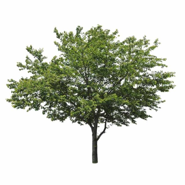 T2_004 – sozaiya.com