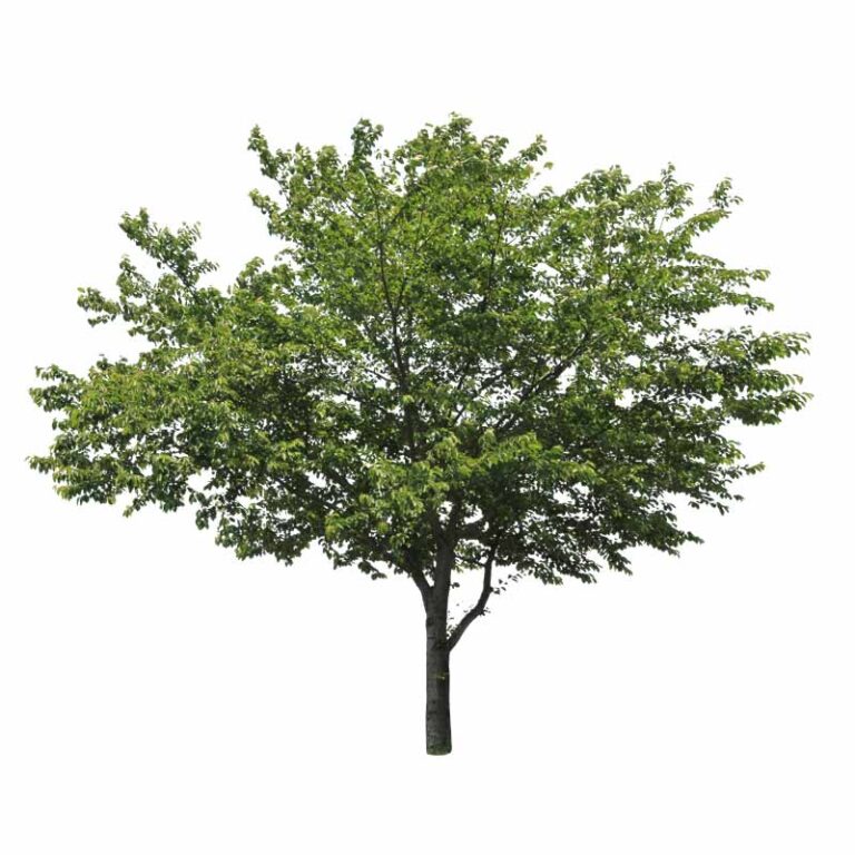 T2_004 – sozaiya.com