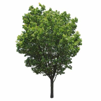 T2_005 – sozaiya.com