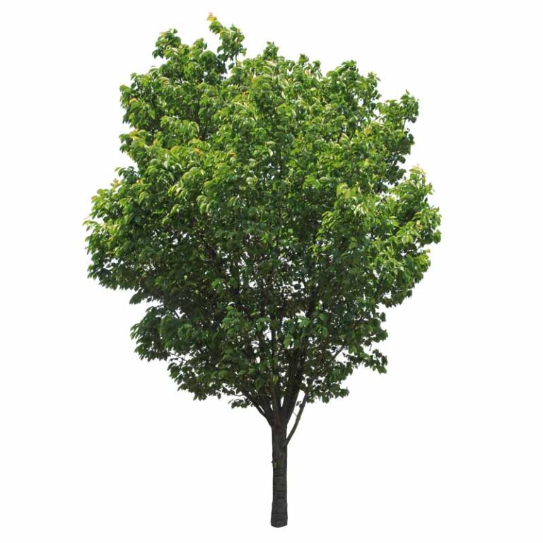 樹木素材 – sozaiya.com