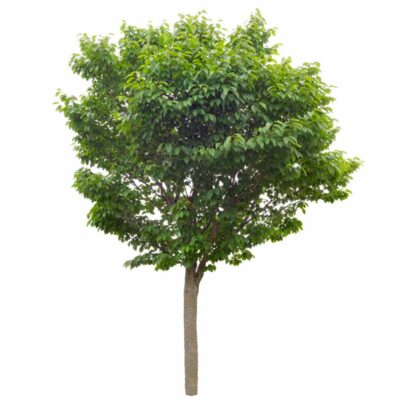 2t22 – sozaiya.com