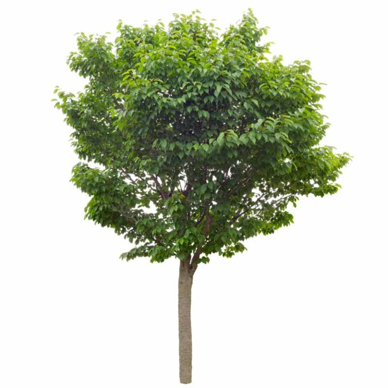 T1_057 – sozaiya.com