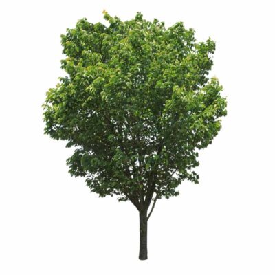 T1_138 – sozaiya.com