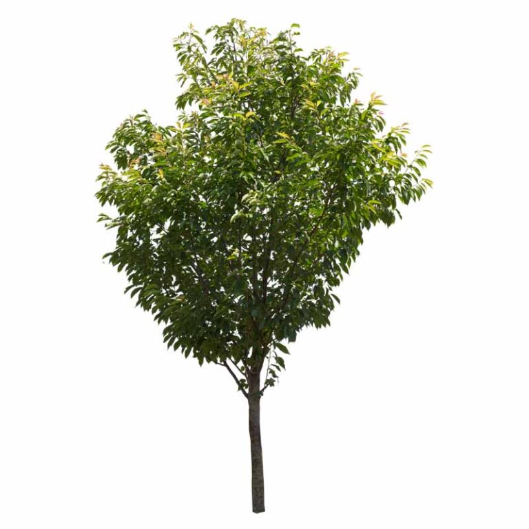 樹木素材 – ページ 5 – sozaiya.com