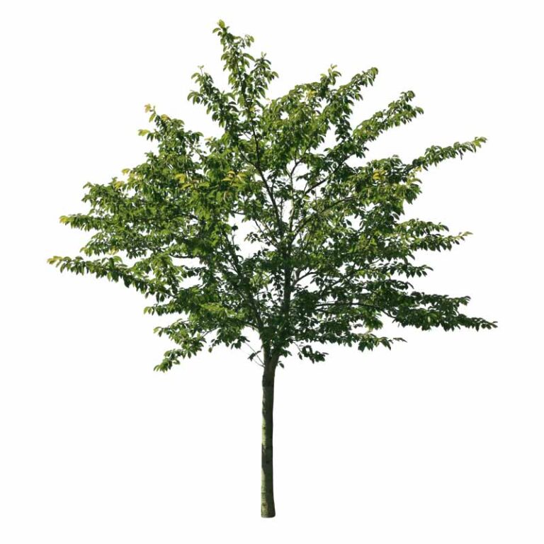 樹木素材 – sozaiya.com