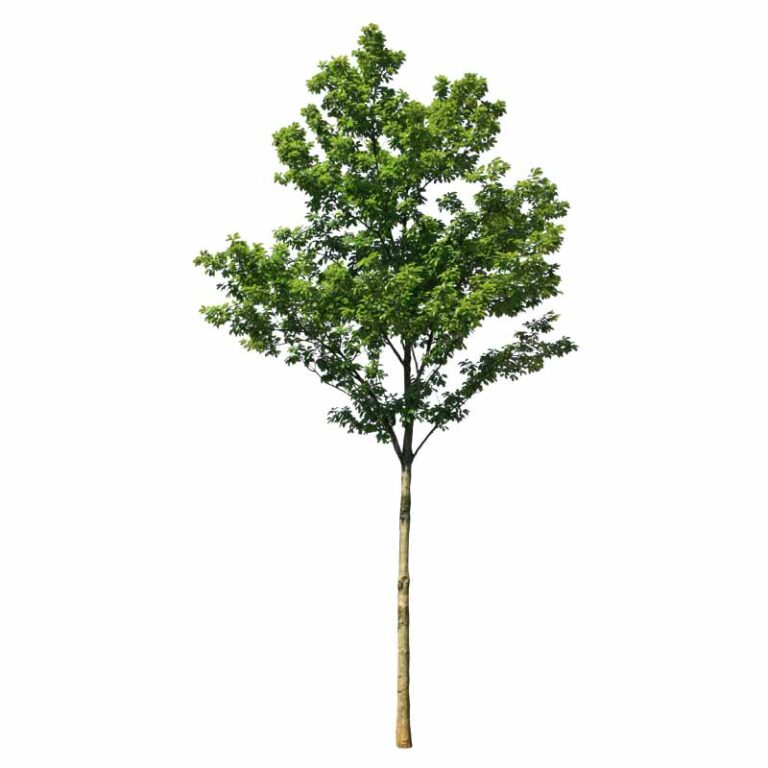 樹木素材 – sozaiya.com