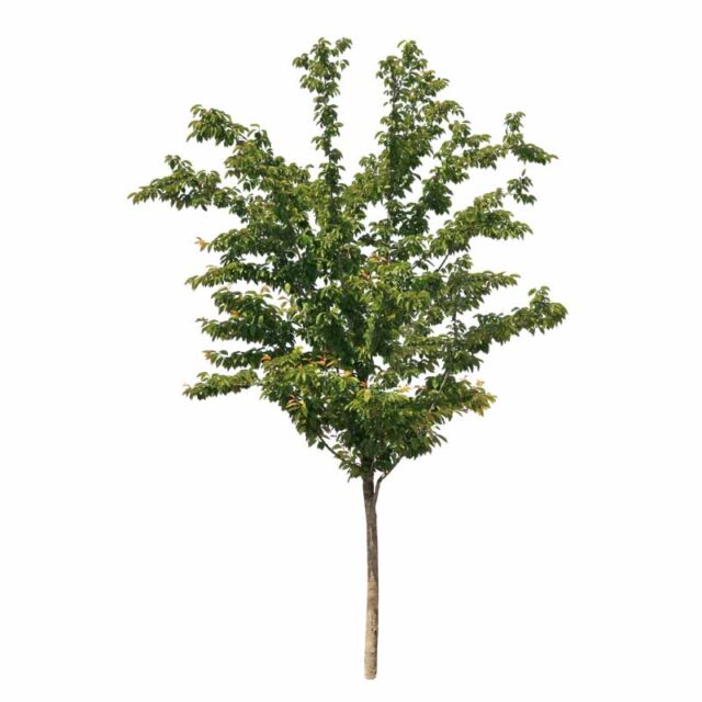 T2_012 – sozaiya.com