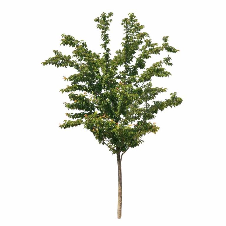 樹木素材 – ページ 4 – sozaiya.com