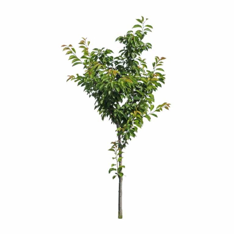 T1_108 – sozaiya.com