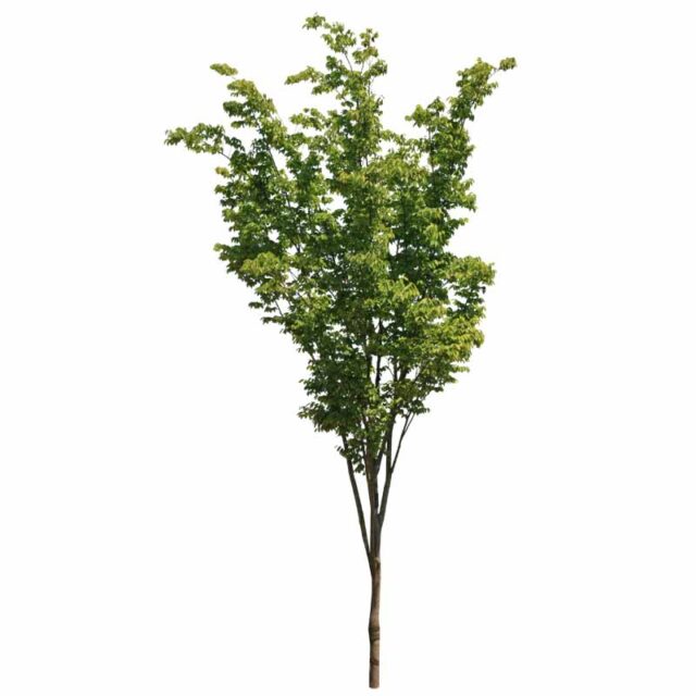 樹木素材 – sozaiya.com