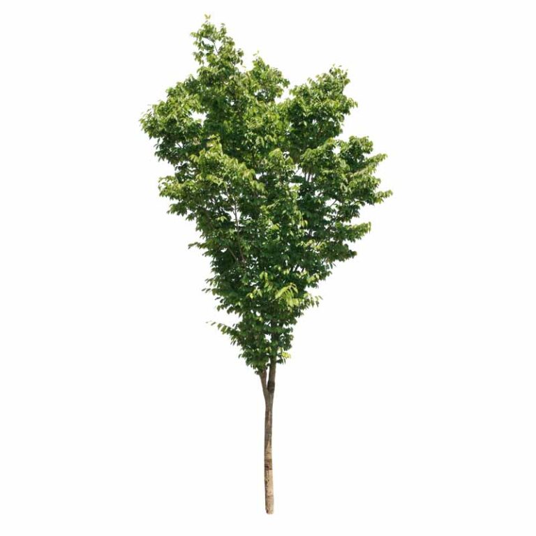 T1_021 – sozaiya.com