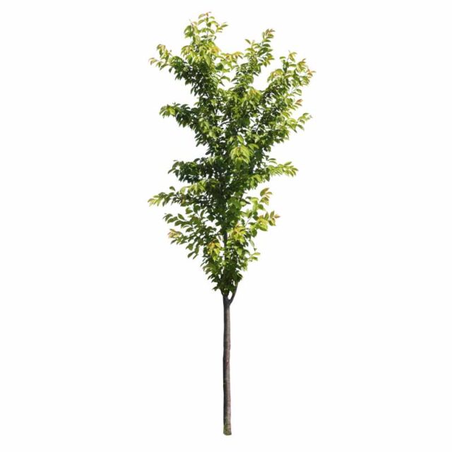 T2_017 – sozaiya.com