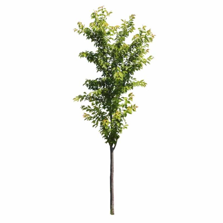 樹木素材 – ページ 5 – sozaiya.com