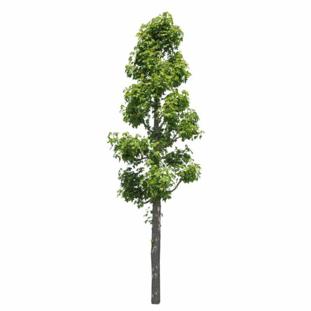 T2_018 – sozaiya.com