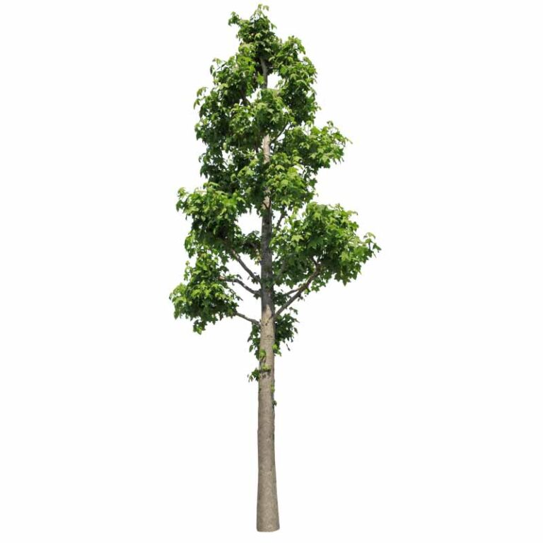 T2_072 – sozaiya.com