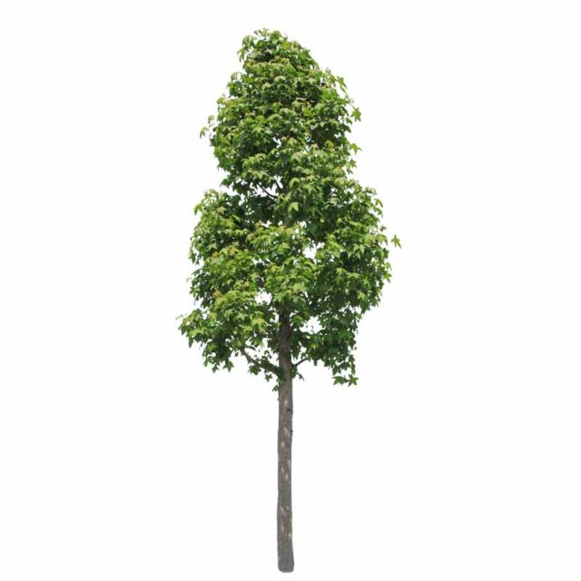 樹木素材 – sozaiya.com