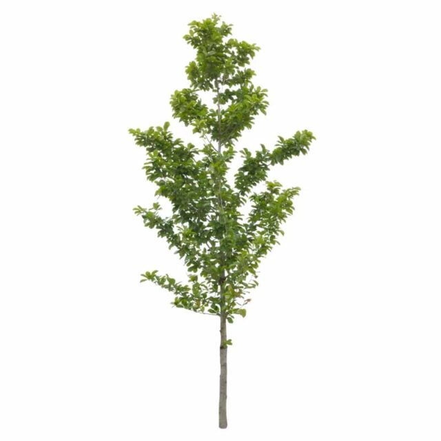 T2_023 – sozaiya.com