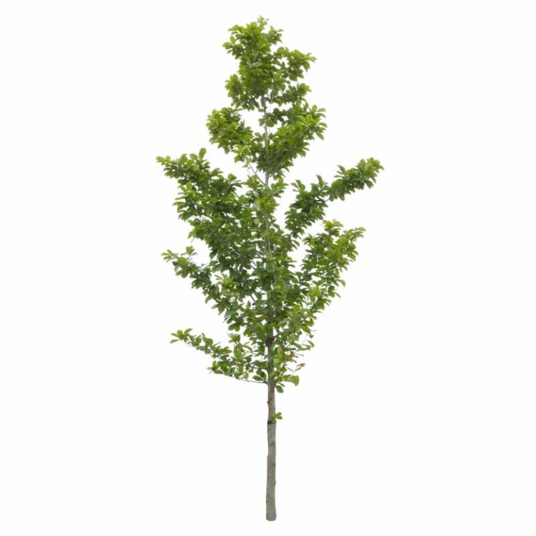 T2_023 – sozaiya.com