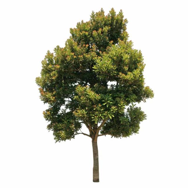 T2_024 – sozaiya.com