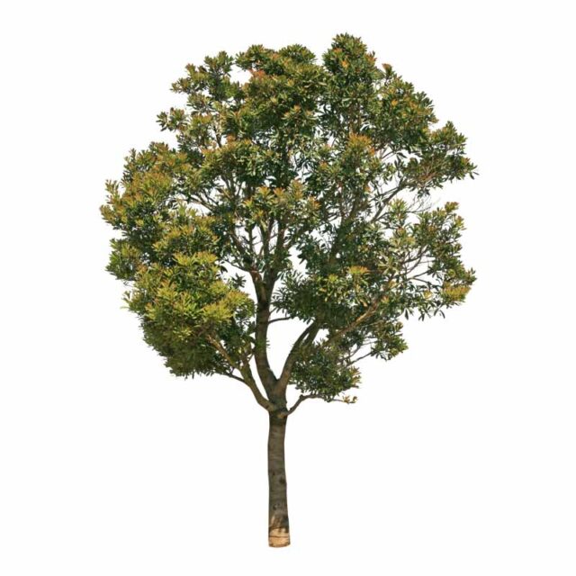 樹木素材 – sozaiya.com