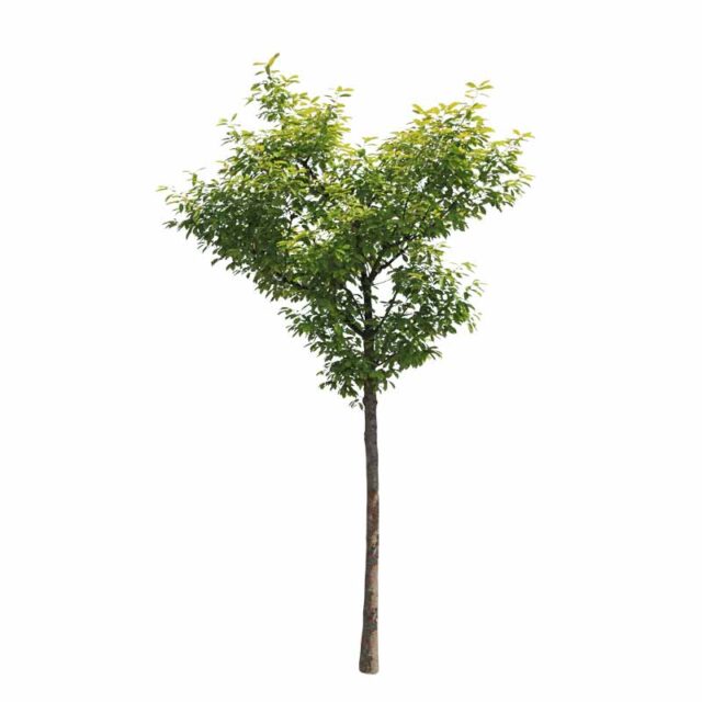 T2_032 – sozaiya.com