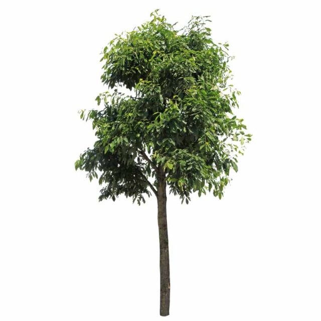 T2_033 – sozaiya.com