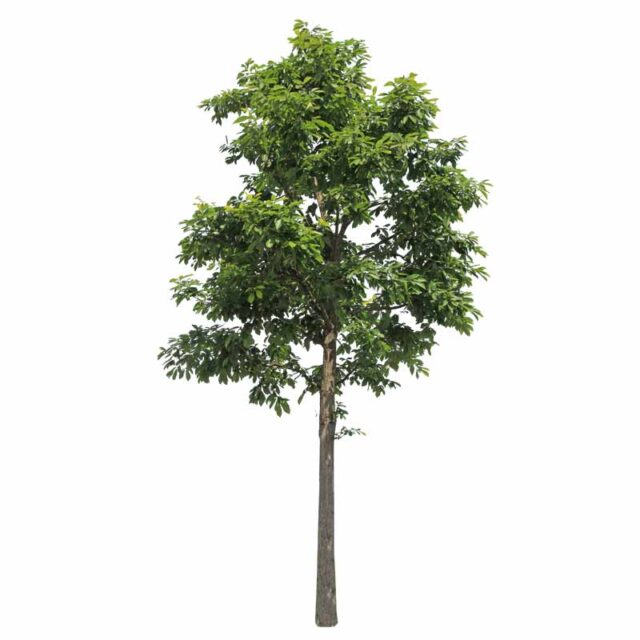 T2_034 – sozaiya.com