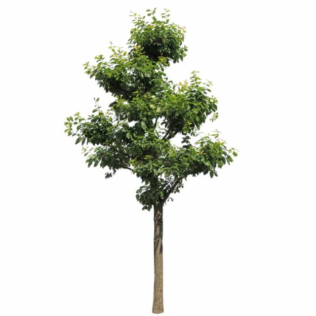 T2_035 – sozaiya.com