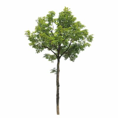 T2_036 – sozaiya.com