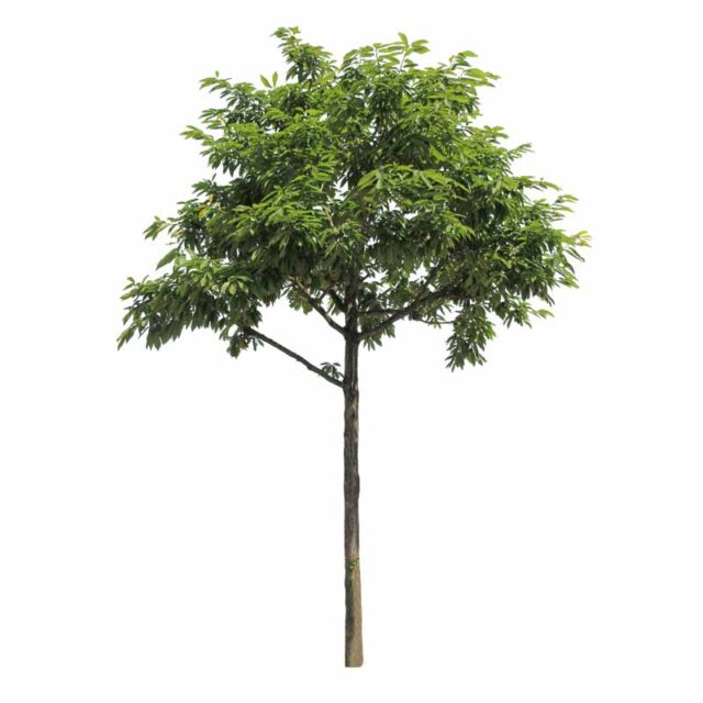 T1_048 – sozaiya.com