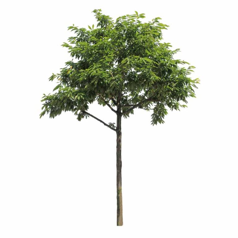 T1_116 – sozaiya.com