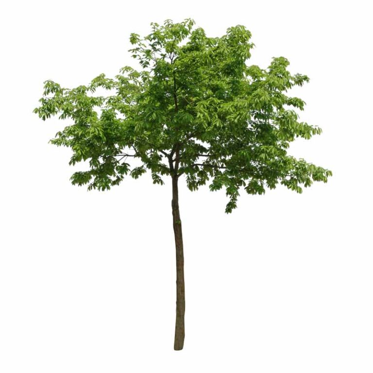 樹木素材 – ページ 7 – sozaiya.com