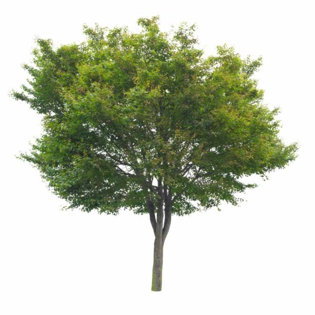 T2_041 – sozaiya.com