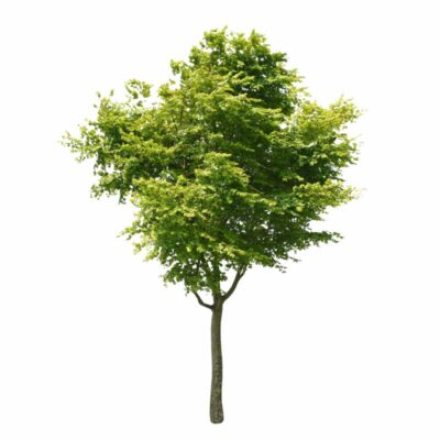 T2_042 – sozaiya.com