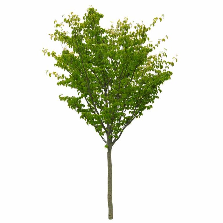 T1_116 – sozaiya.com