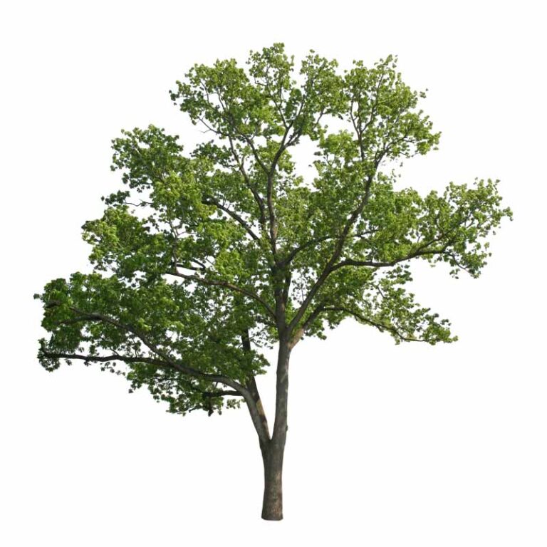 T2_044 – sozaiya.com