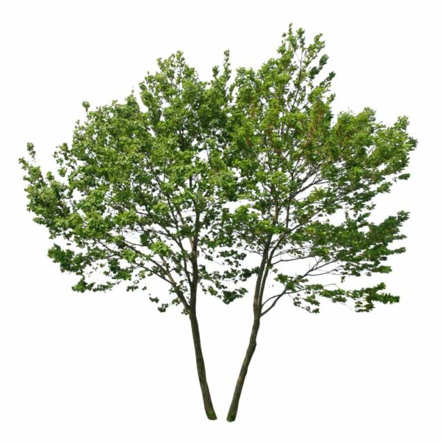 T2_045 – sozaiya.com