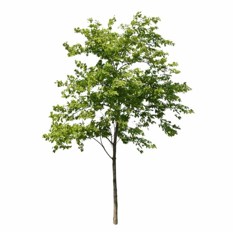 T1_108 – sozaiya.com