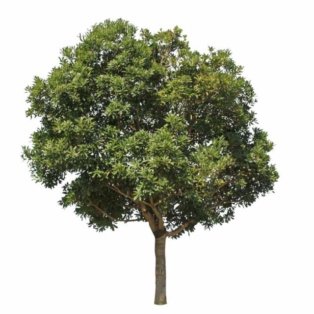 T2_047 – sozaiya.com