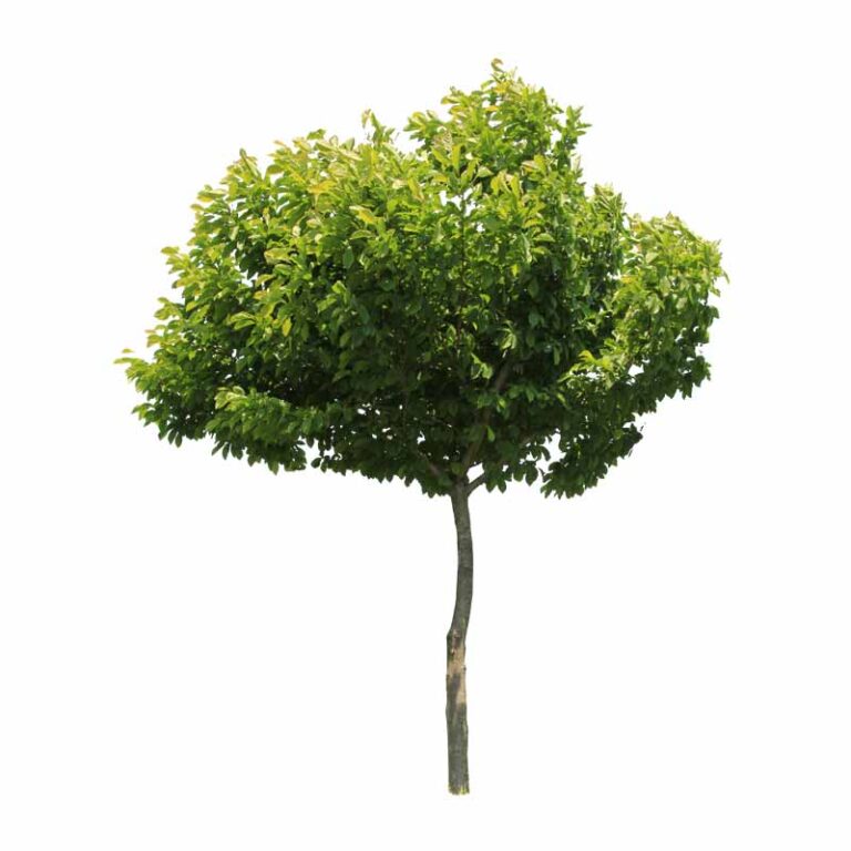 樹木素材 – ページ 5 – sozaiya.com