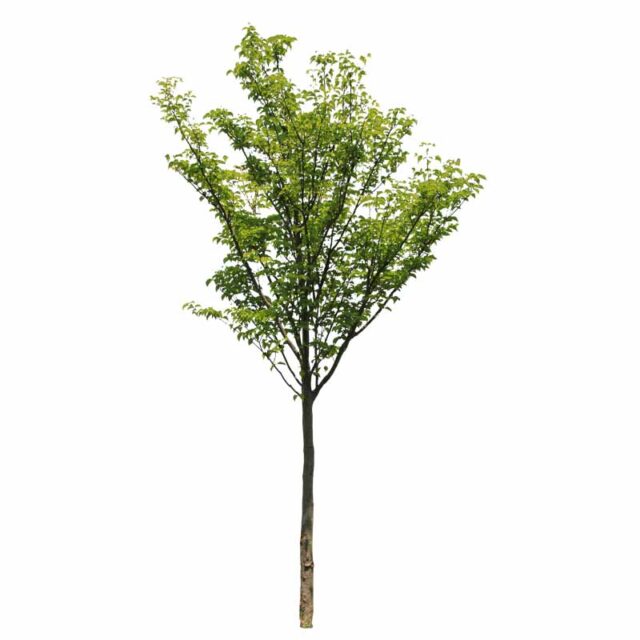 T2_049 – sozaiya.com