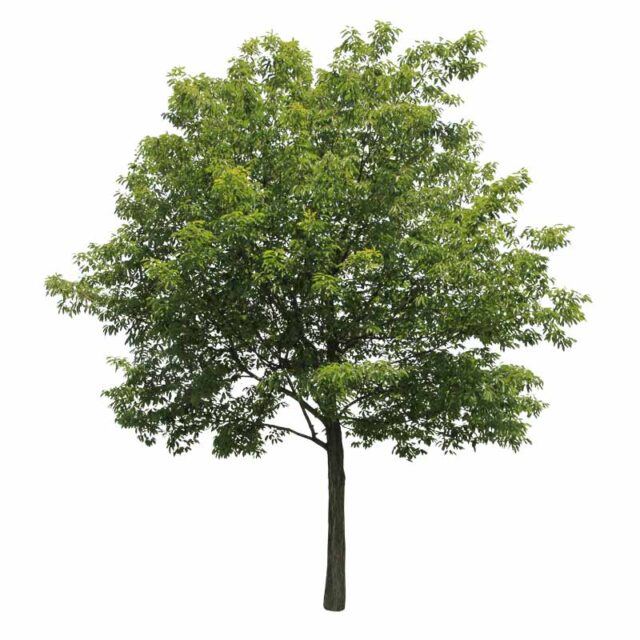 T2_051 – sozaiya.com