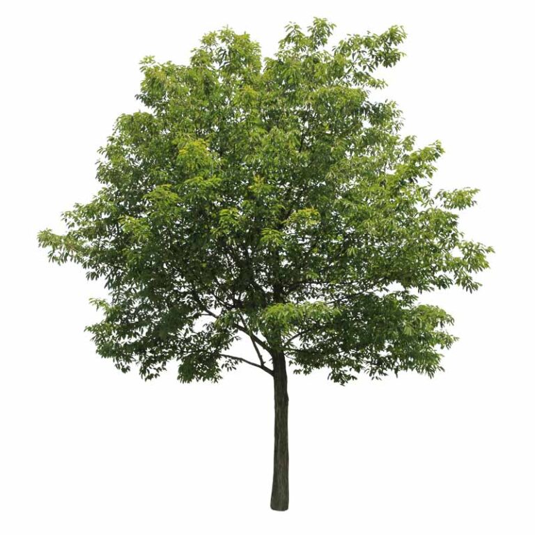 T2_051 – sozaiya.com