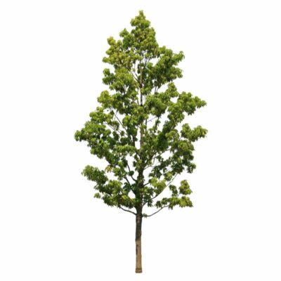 T1_046 – sozaiya.com