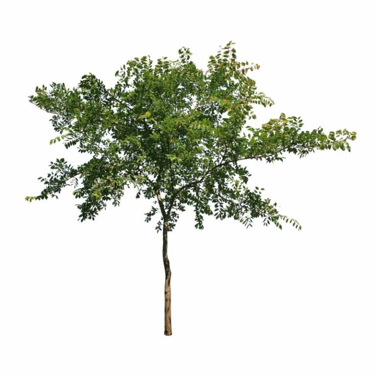 樹木素材 – sozaiya.com