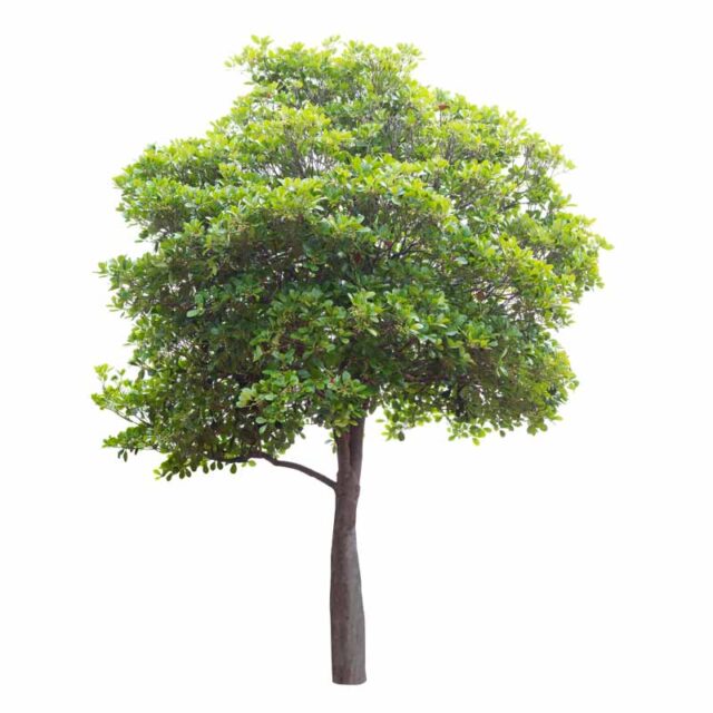 樹木素材 – sozaiya.com