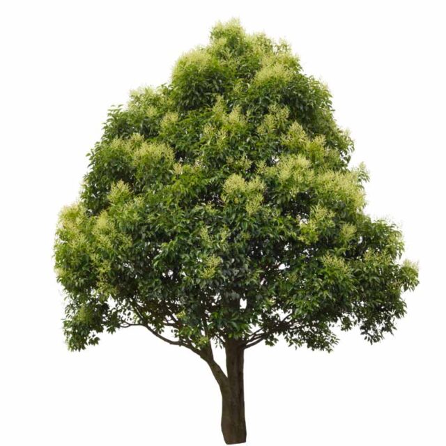 T2_057 – sozaiya.com